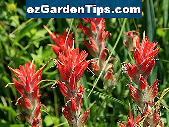 Indian Sage Plant 🌱 Sfaturi Grădinari - Ro.ezGardenTips.com