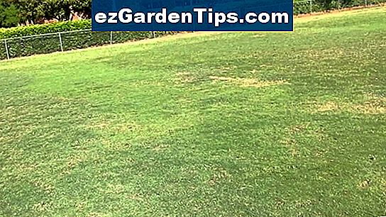 Bermuda Grass Vs. Zwenkgras 🌱 Tips Tuinders - Nl.ezGardenTips.com