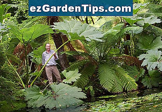 Voorbeelden van exotische planten 🌱 Tips Tuinders - Nl.ezGardenTips.com