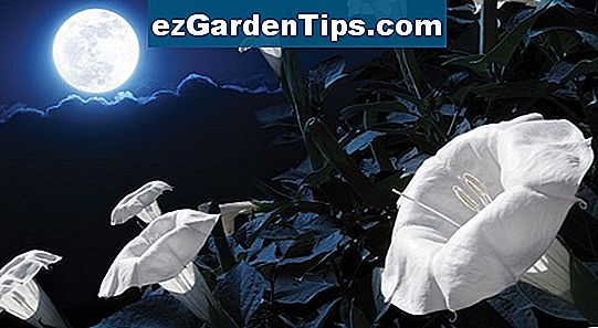 Wunderbar Welche Blumen Schliessen Sich Nachts Fotos