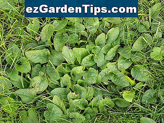 Allgemeines Unkraut im Bermuda-Gras 🌱 Tipps Gärtner - De.ezGardenTips.com