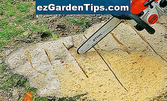 Wie man einen Nespoli-Baum aus Samen anbaut 🌱 Tipps Gärtner - De ...