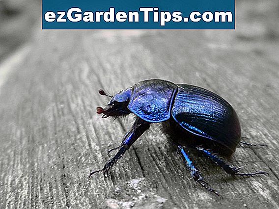 Wie Man Bugs In Stored Wheat Killt 🌱 Tipps Gärtner