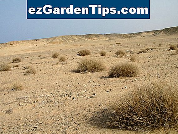Was sind Savannas Bodentypen? 🌱 Tipps Gärtner - De.ezGardenTips.com
