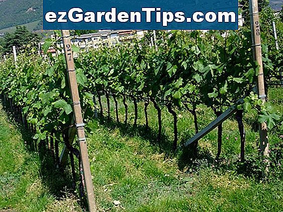 Wie man Valiant Grape Vines beschneidet 🌱 Tipps Gärtner - De ...