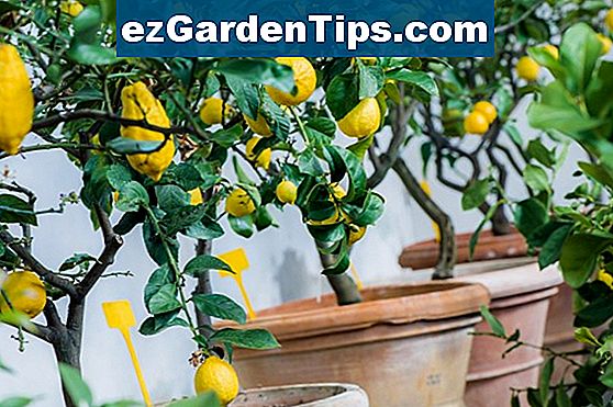 Ponderosa Lemon Tree Care 🌱 Sfaturi Grădinari - Ro.ezGardenTips.com