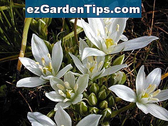 Hermosas flores que huelen mal 🌱 Tips Jardineros - Es.ezGardenTips.com