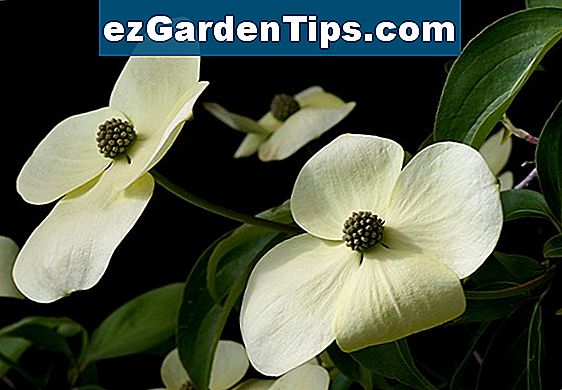 Arbusto floreciente del Dogwood 🌱 Tips Jardineros - Es.ezGardenTips.com