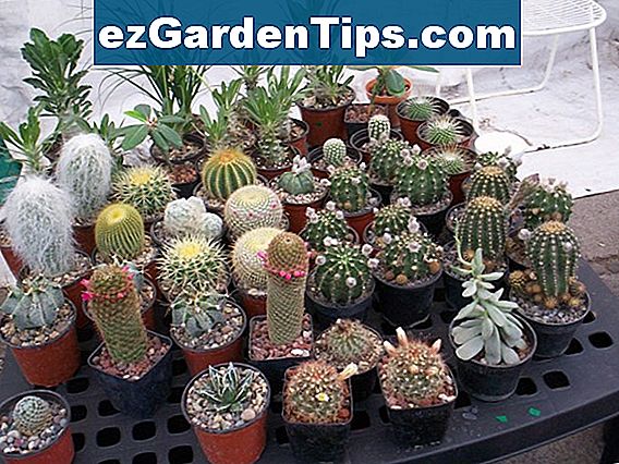Plantas con flores que comienzan con la letra L 🌱 Tips Jardineros - Es ...