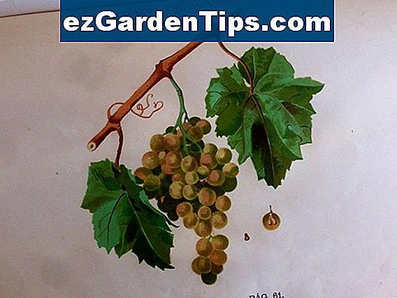 Identificación de la hoja de uva 🌱 Tips Jardineros - Es.ezGardenTips.com