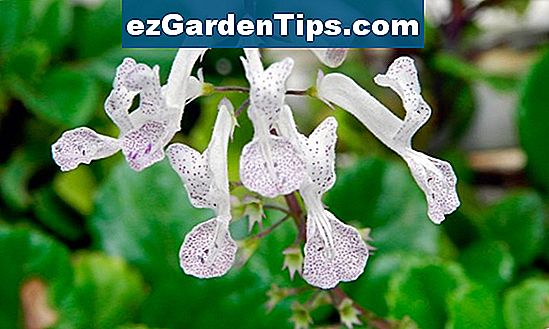 Cómo cuidar una planta de dólar de plata de eucalipto 🌱 Tips Jardineros ...