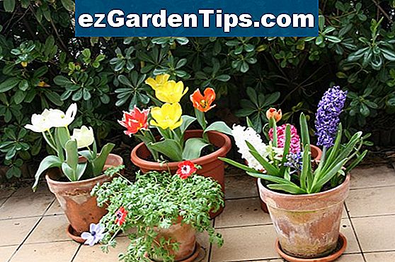 Cómo plantar bulbos de Colocasia Esculenta 🌱 Tips Jardineros - Es ...