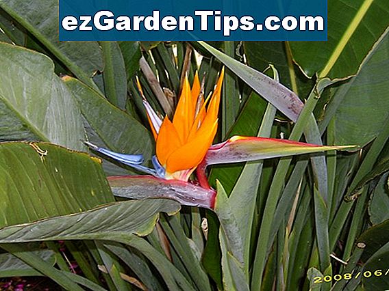 Lista de flores con tallos gruesos 🌱 Tips Jardineros - Es.ezGardenTips.com