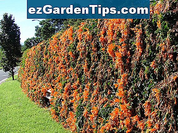 Cómo dar forma a una rosa Bush 🌱 Tips Jardineros - Es.ezGardenTips.com