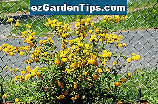 Kerria Shrub 🌱 Tips Jardineros - Es.ezGardenTips.com