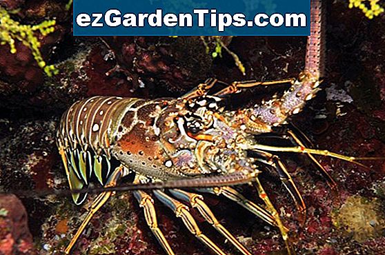 Lista de plantas protegidas en Florida 🌱 Tips Jardineros - Es ...
