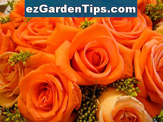 Significado de Coral Roses 🌱 Tips Jardineros - Es.ezGardenTips.com