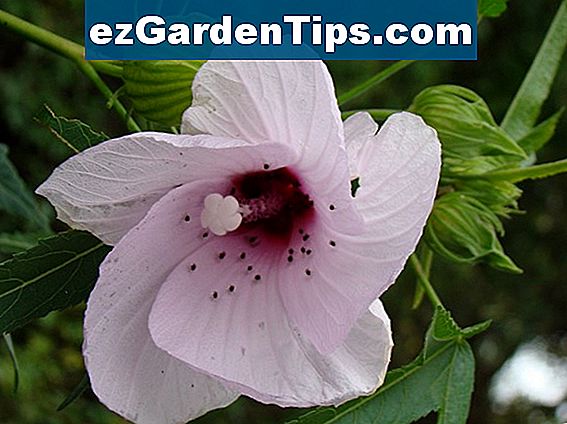 Plantas nativas de China 🌱 Tips Jardineros - Es.ezGardenTips.com