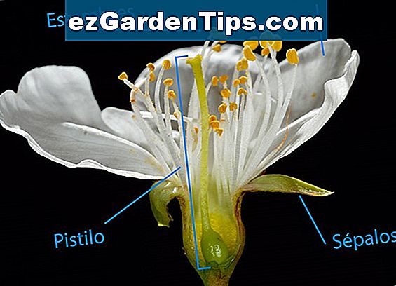Las partes de una flor de begonia 🌱 Tips Jardineros - Es.ezGardenTips.com