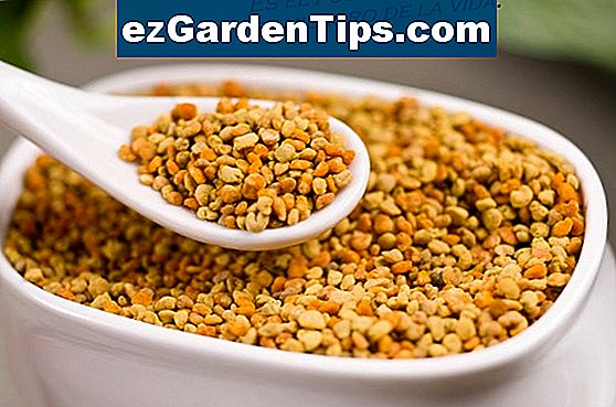 Plantas que producen polen blanco 🌱 Tips Jardineros - Es.ezGardenTips.com