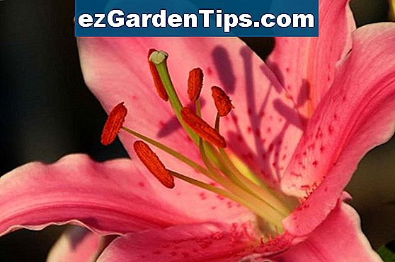 Las partes reproductivas de una flor 🌱 Tips Jardineros - Es ...