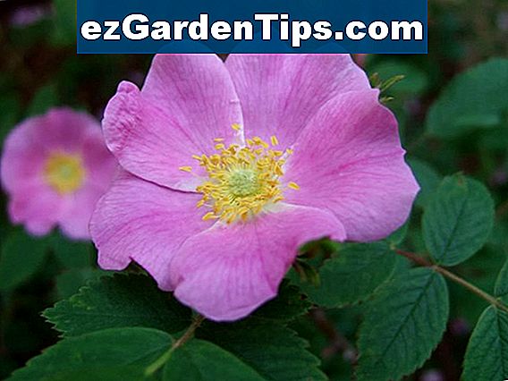 Rose Flower Names 🌱 Patarimai Sodininkams - Lt.ezGardenTips.com