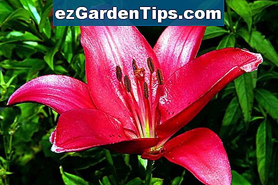 Tipos de flores de tallo 🌱 Tips Jardineros - Es.ezGardenTips.com