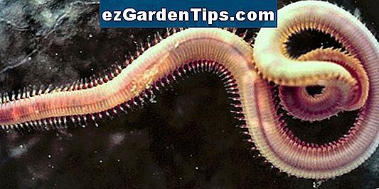 ¿Qué phylum es el Venus Flytrap? 🌱 Tips Jardineros - Es.ezGardenTips.com