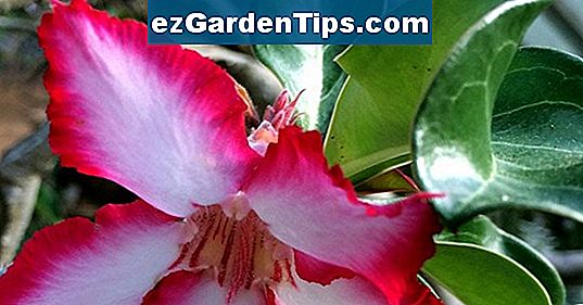 Cuidado para Adenium Obesum 🌱 Tips Jardineros - Es.ezGardenTips.com