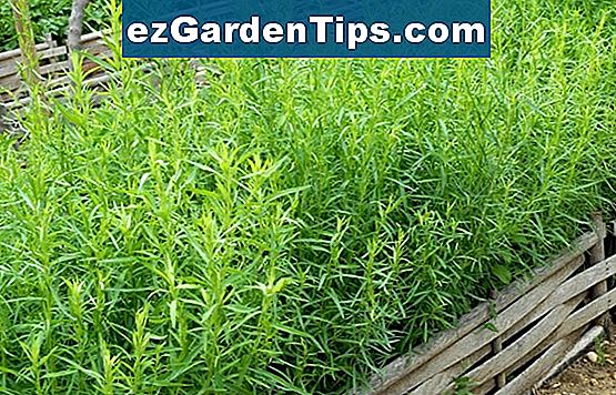 Cómo cultivar estragón francés 🌱 Tips Jardineros - Es.ezGardenTips.com