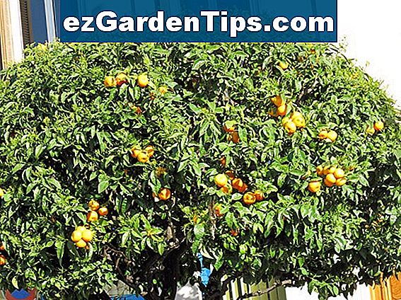 Cómo cultivar naranjos Washington Navel en California 🌱 Tips Jardineros ...