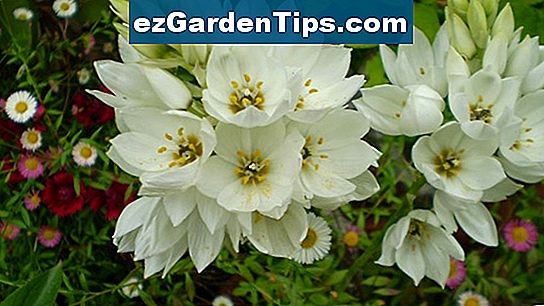 Cómo plantar una estrella de Belén 🌱 Tips Jardineros - Es.ezGardenTips.com