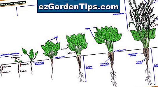 El ciclo de vida de una planta de maíz 🌱 Tips Jardineros - Es ...