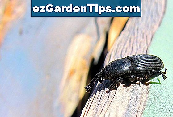 Crecimiento de la raíz de la palmera 🌱 Tips Jardineros - Es ...