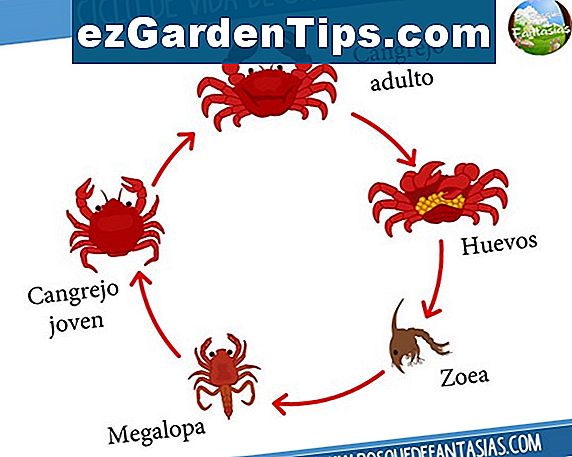 Ciclo de vida de Pilobolus 🌱 Tips Jardineros - Es.ezGardenTips.com