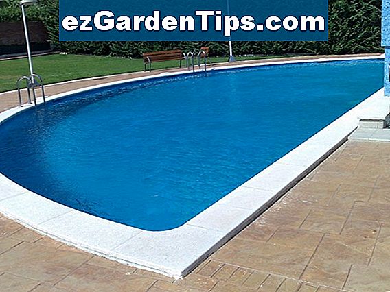 ¿Cuál es el pH correcto para una planta de Azalea? 🌱 Tips Jardineros ...