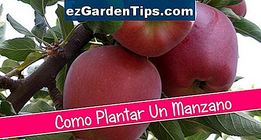 Cómo plantar un manzano Fuji 🌱 Tips Jardineros - Es.ezGardenTips.com