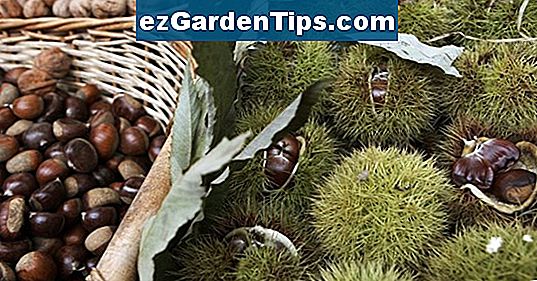 Cómo plantar semillas de castaño de Indias 🌱 Tips Jardineros - Es ...