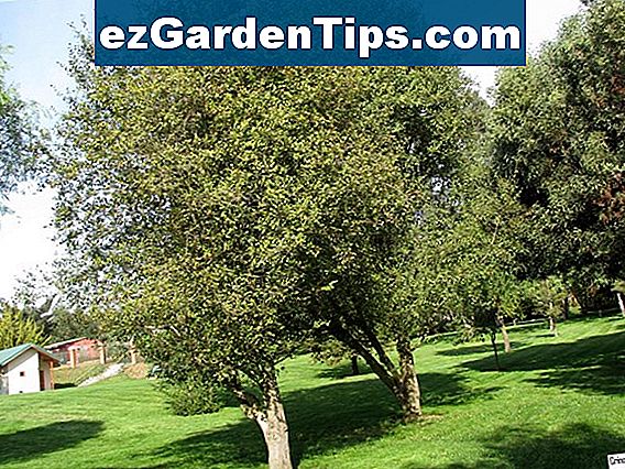 El sistema de raíces de los árboles de roble 🌱 Tips Jardineros - Es ...