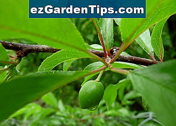 Tipos de flores que comienzan con S 🌱 Tips Jardineros - Es.ezGardenTips.com