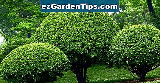 Árboles frutales de Georgia 🌱 Tips Jardineros - Es.ezGardenTips.com