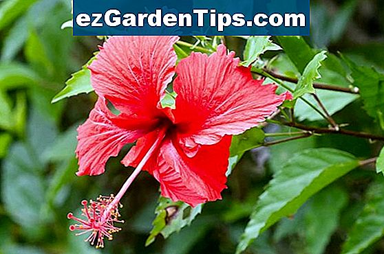 Plantes à fleurs de Floride 🌱 Conseils Jardiniers - Fr.ezGardenTips.com