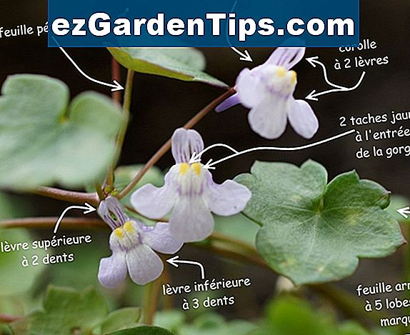 Comment identifier les fleurs en forme de cloche 🌱 Conseils Jardiniers ...