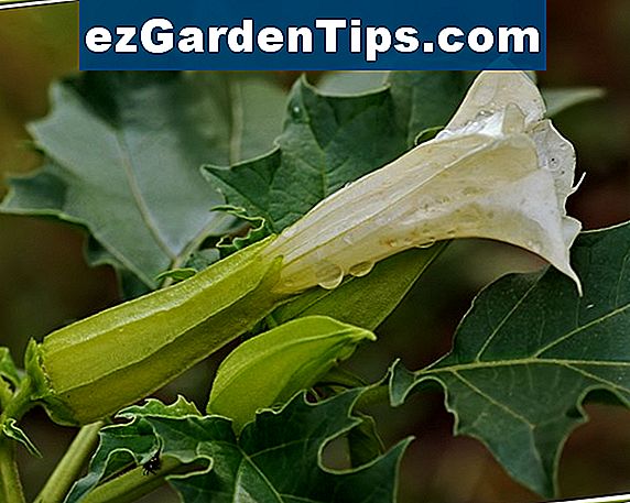 Comment identifier une plante avec des fleurs en forme de cloche ...