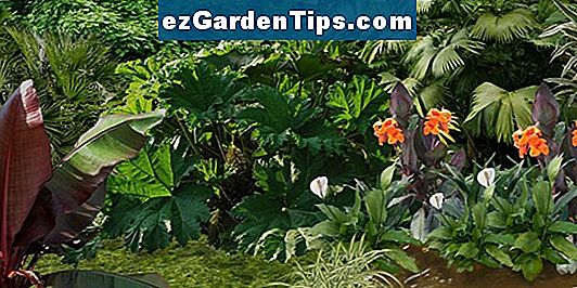 Une liste de plantes exotiques 🌱 Conseils Jardiniers - Fr.ezGardenTips.com