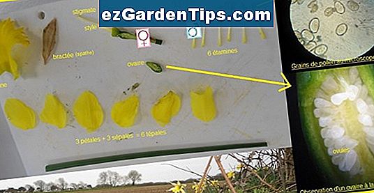 Les parties d'une fleur de bégonia 🌱 Conseils Jardiniers - Fr ...