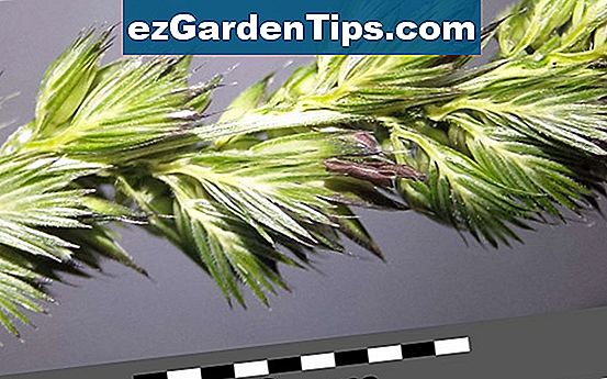 Types de gazon en Floride 🌱 Conseils Jardiniers - Fr.ezGardenTips.com