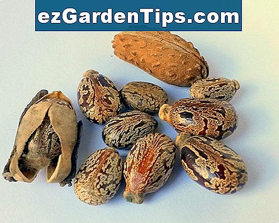 Comment récolter des graines d'une plante de ricin 🌱 Conseils ...