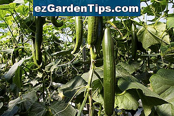 Comment planter tomate et concombre ensemble 🌱 Conseils Jardiniers - Fr ...