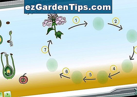 Cycle de vie des plantes Primrose 🌱 Conseils Jardiniers - Fr ...